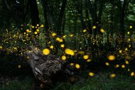 Synchronous Fireflies: See the Smoky Mountain Lightning Bugs
