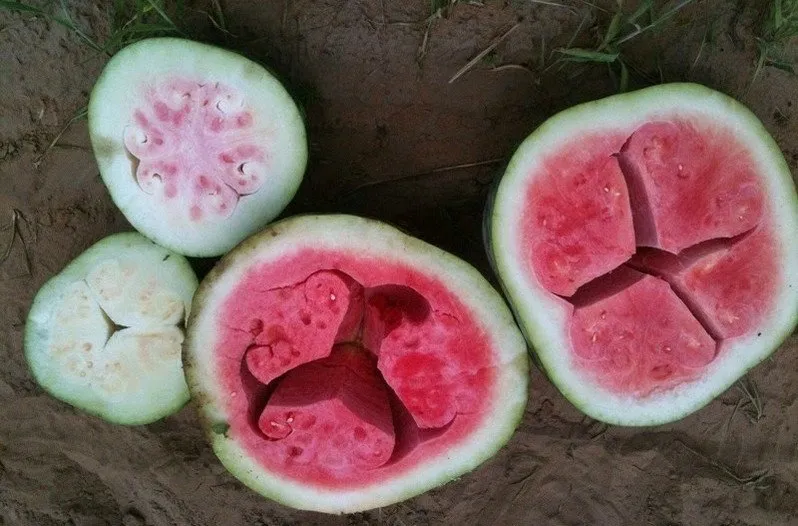 This Watermelon Looks Shocking On The Inside, The Cause is Surprising