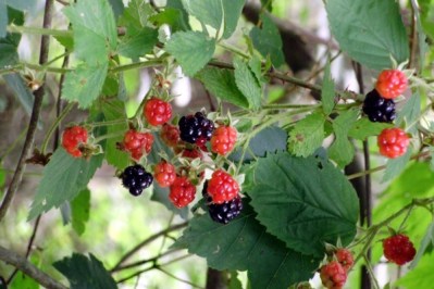 Fun Things to Do in Texas This Spring