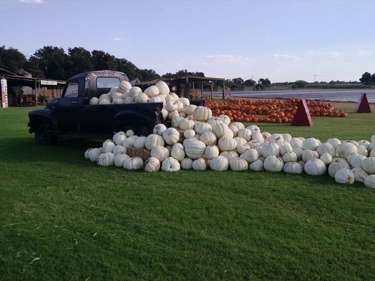 10 Texas Pumpkin Patches to Visit This Fall
