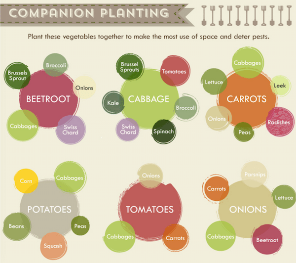 This Vegetable Garden Cheat Sheet is the Ultimate Planting Tool