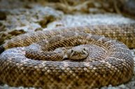 What Every Texan Needs To Know About Rattlesnakes