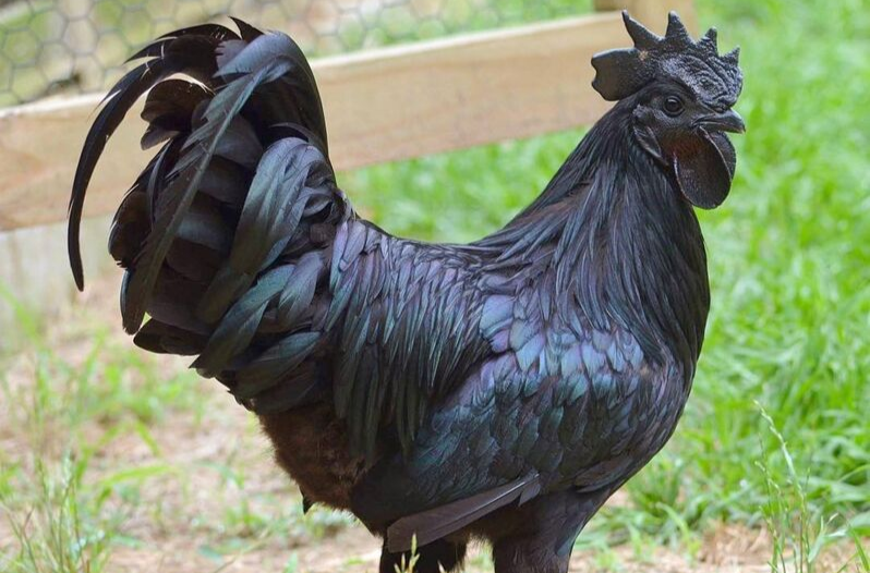 Black Chickens: The Bizarre Rare Breed That Buyers Can't Get Enough Of