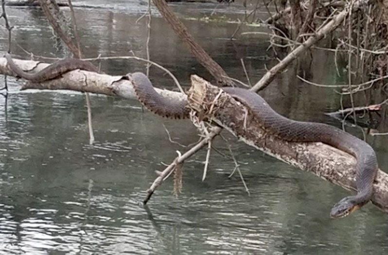 Water Snake Encounter: Central Texas Fisherman Finds Huge Specimen