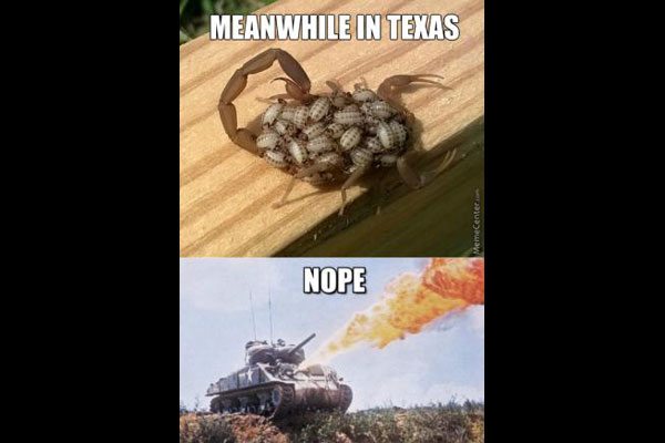 15 More Hilarious Texas Memes to Keep You Laughing