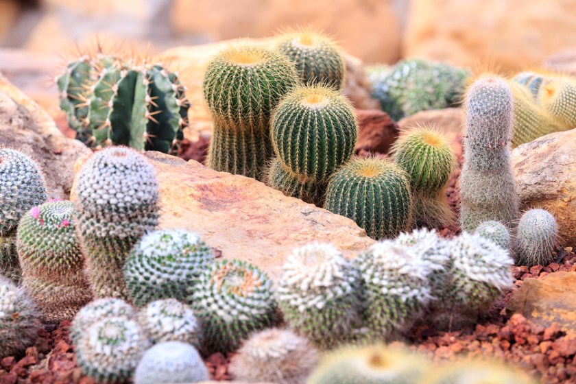 Succulents Guide: A Texas-Inspired Succulents and Cacti Garden for ...