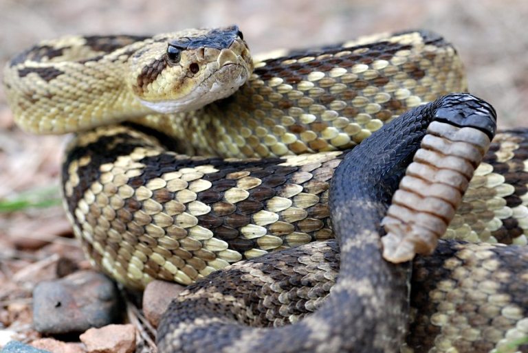 What Every Texan Needs To Know About Rattlesnakes