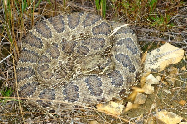 What Every Texan Needs To Know About Rattlesnakes