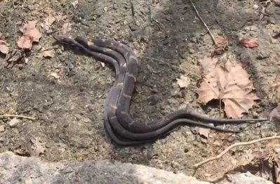 Water Snakes Put on ‘Synchronized Slithering’ Show at Texas State Park