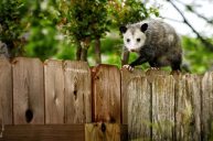 Order a Can of Creamed Possum in Coon Fat Gravy for Family Dinner