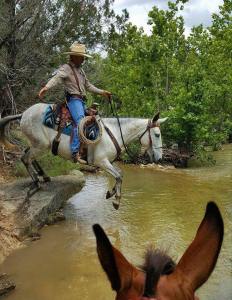 Mule Whisperer Paul Garrison Shares His Insights on Training