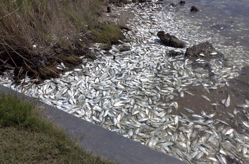 Thousands of Dead Fish Mysteriously Wash up in Coastal Texas Town
