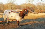 World Record Longhorn Bull Sells in Texas for $165K