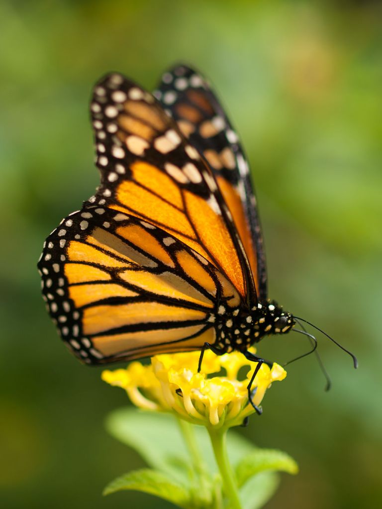 Monarch Migration Comes to Texas - What You Need to Know