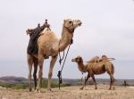 The Texas Camel Corps: A Forgotten History with Ties to Country Music