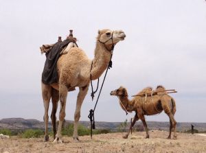 The Texas Camel Corps: A Forgotten History with Ties to Country Music