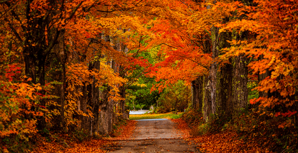 This Map Shows the Best Time to See Fall Foliage Across the U.S.