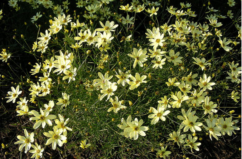 20 Perennial Flowers to Help Your Garden Last Longer