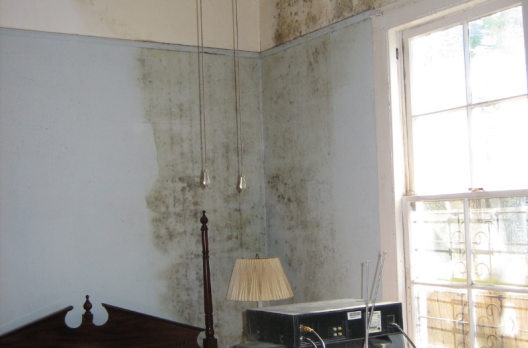 The 12 Types of Mold: How to Recognize the Most Common Types