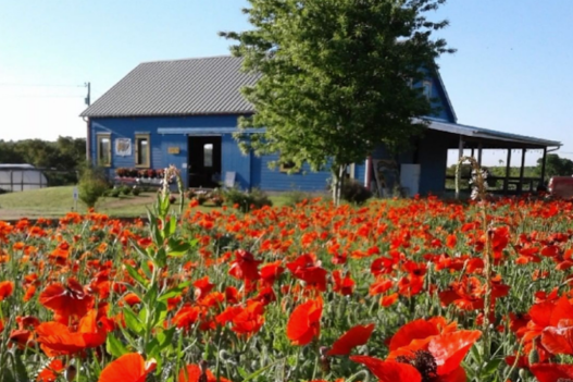 This Texas Family Farm Offers 20 Acres of Various Wildflowers