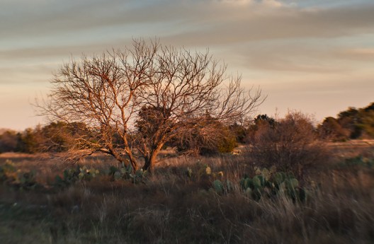 Mesquite Trees: The Most Important 'Trash Tree' in Texas
