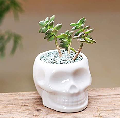 Skeleton Planters: the Cutest, Creepiest Decor You Need This Halloween
