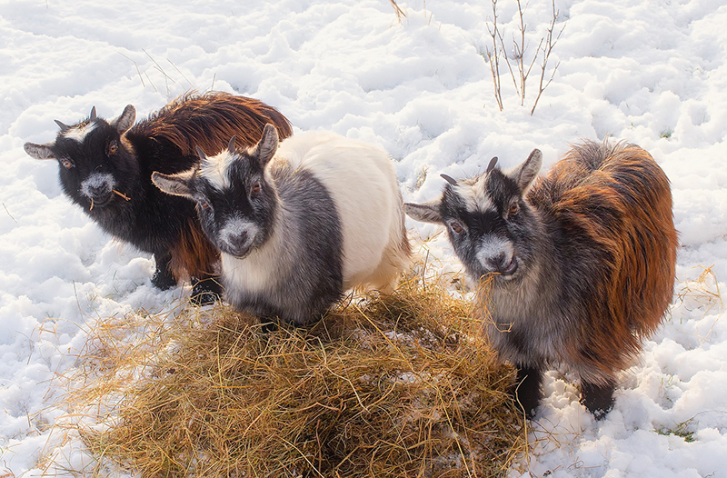 These Goats Singing Christmas Carols Will Put You in the Holiday Spirit