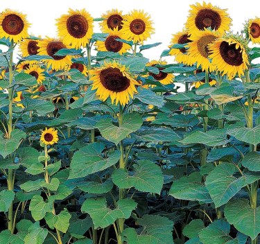 15 Types of Sunflowers: Tall, Dwarf, Yellow and Bicolor Sunflowers