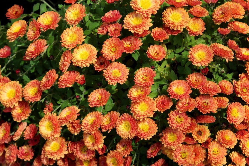 9 Good Luck Flowers You Should Plant Around Your House