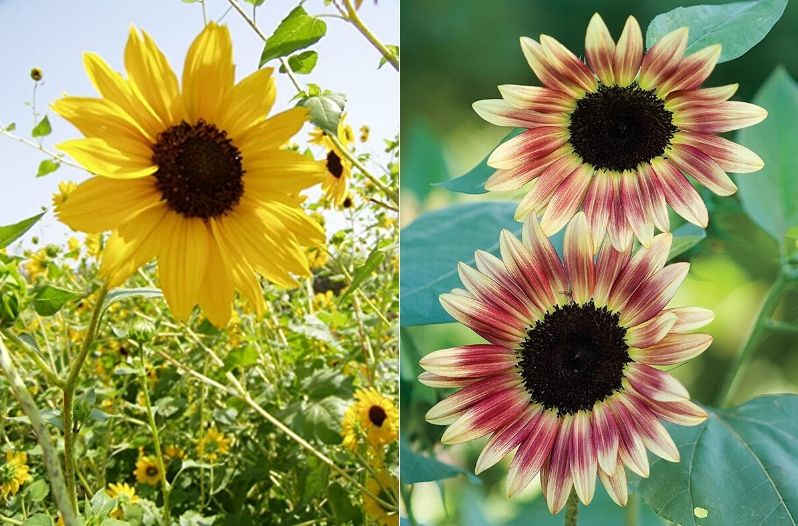 15 Types of Sunflowers: Tall, Dwarf, Yellow and Bicolor Sunflowers