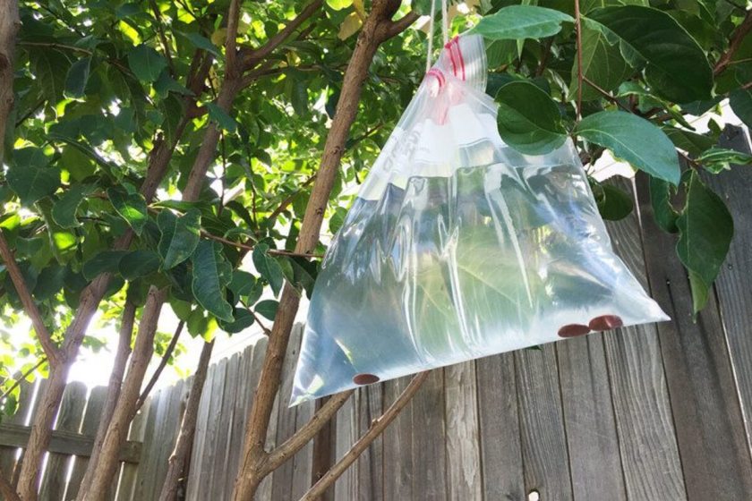Ever Seen Bags of Water Hang From a Porch? Here's What That Means