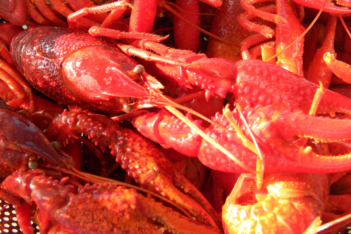 The Difference Between Crayfish, Crawfish and Crawdads