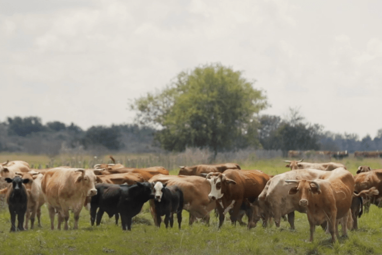 The 10 Biggest Ranches In The Entire State Of Texas