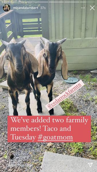 Miranda Lambert Expands Her 'Farmily' With Goats Named Taco and Tuesday