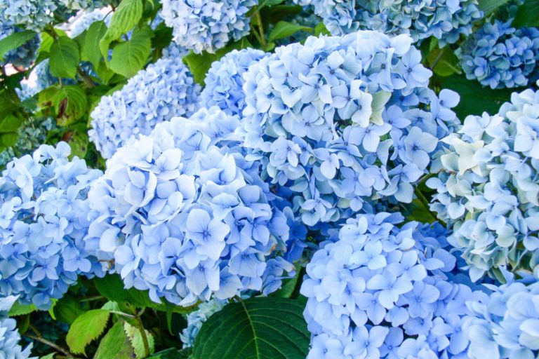 Hydrangea Care: How to Plant, Grow, and Prune Hydrangeas