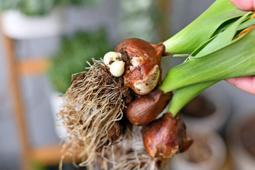 Tulip Care: When to Plant Tulips and How to Care for Them