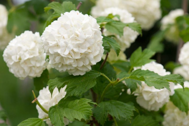 Hydrangea Care: How to Plant, Grow, and Prune Hydrangeas