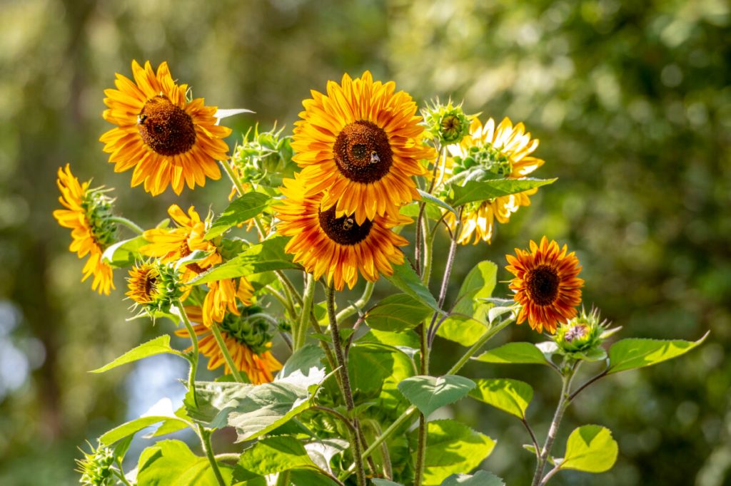 Sunflower Care Tips: When to Plant Sunflowers