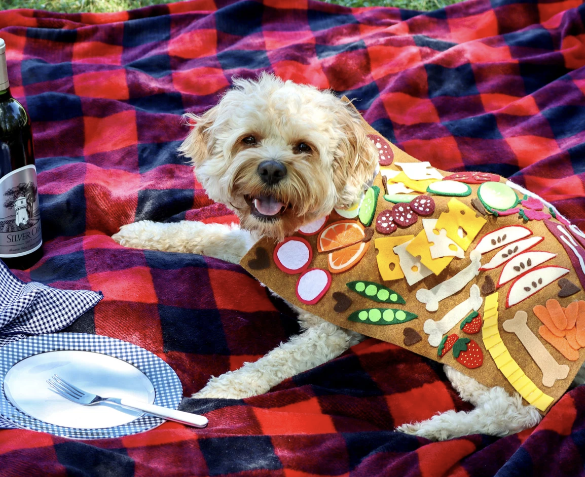 Silly and Spooky Pet Halloween Costumes For Your Furry Friends