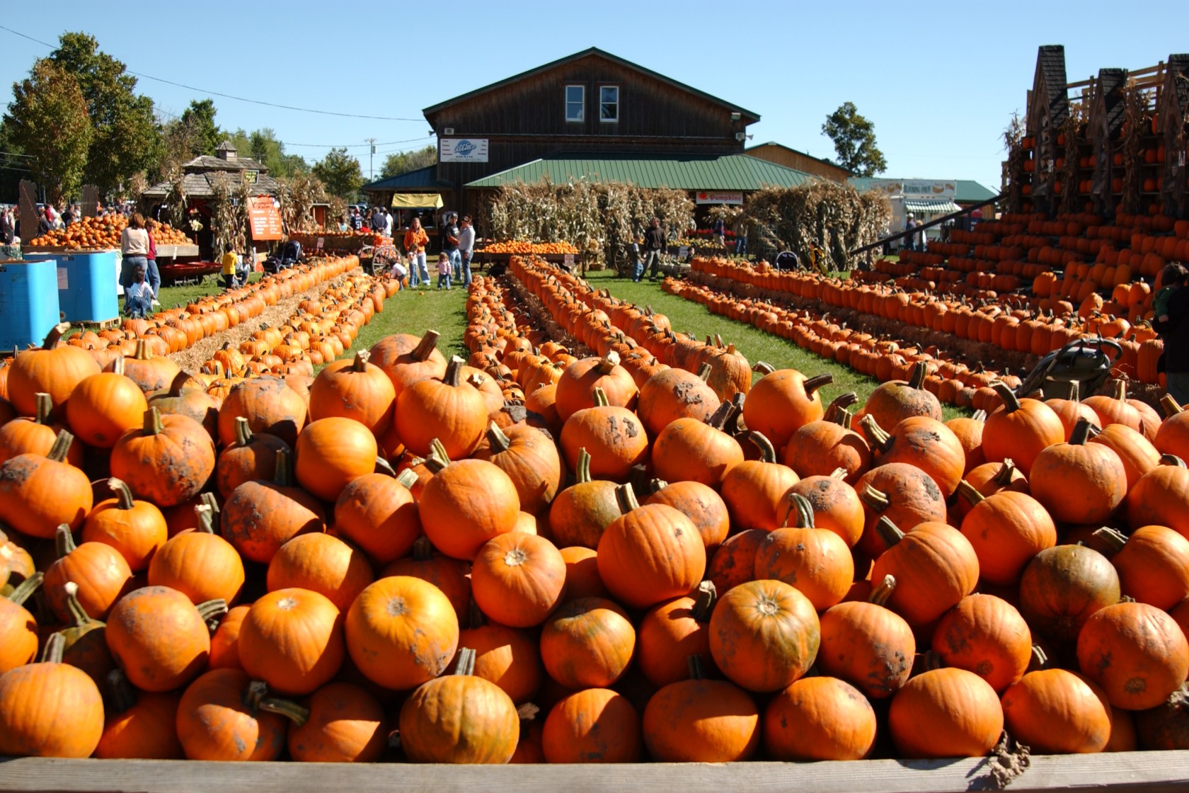 The 26 Best Pumpkin Patches Around the U.S.