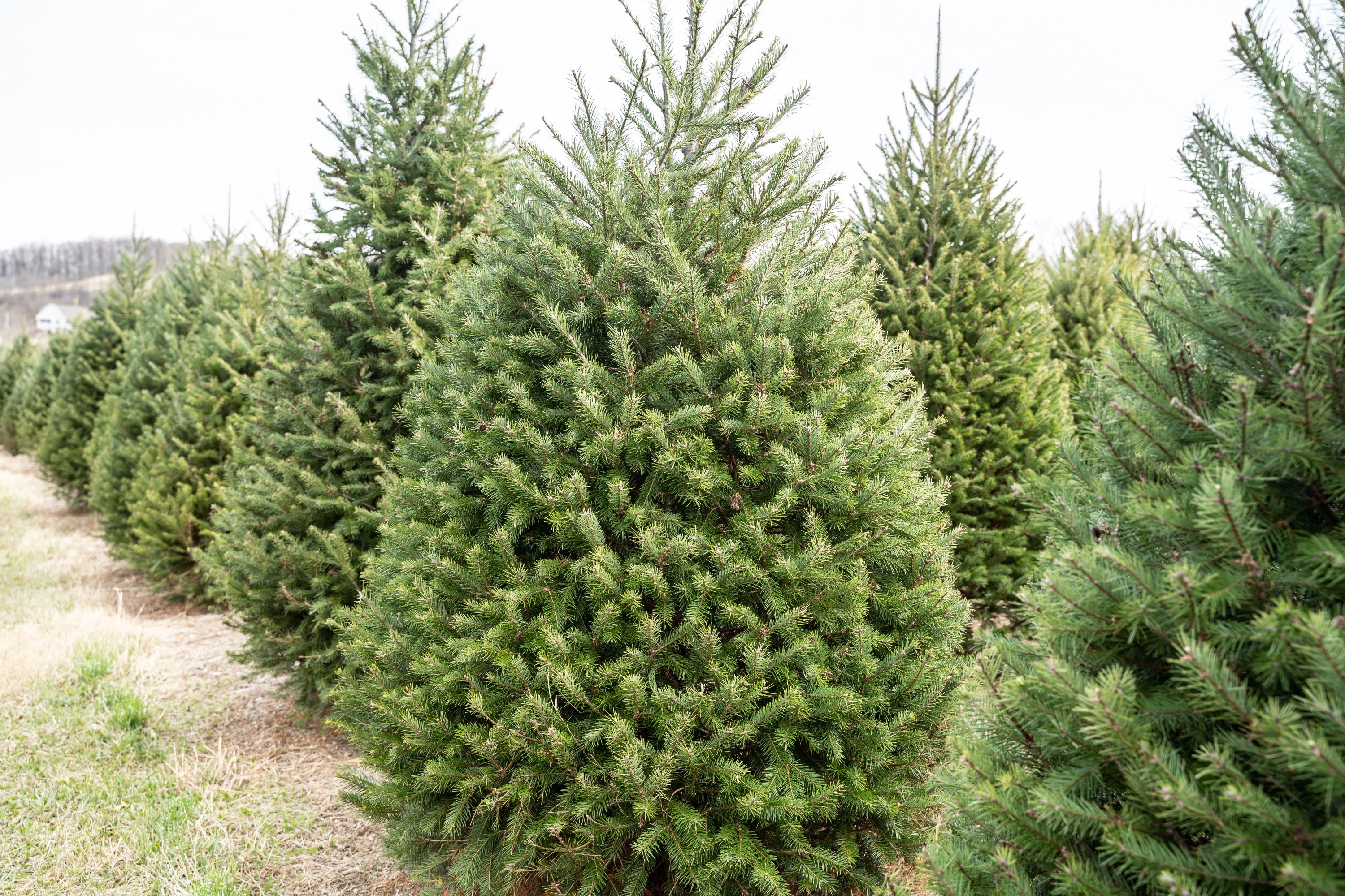 There Are 11 Types of Christmas Trees, Here's What to Know