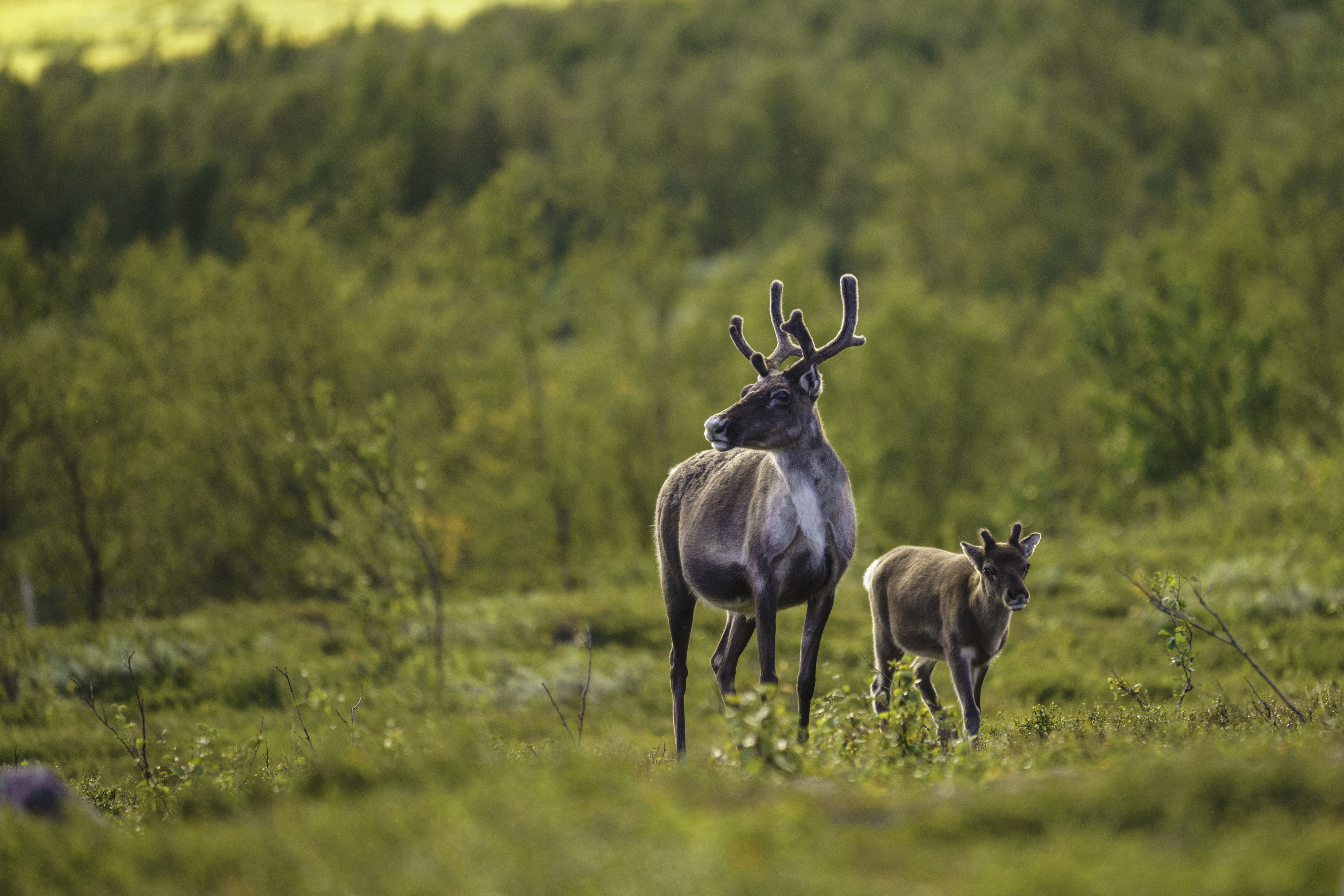 Santa's Reindeer Names + The Story Behind His Sleigh Team