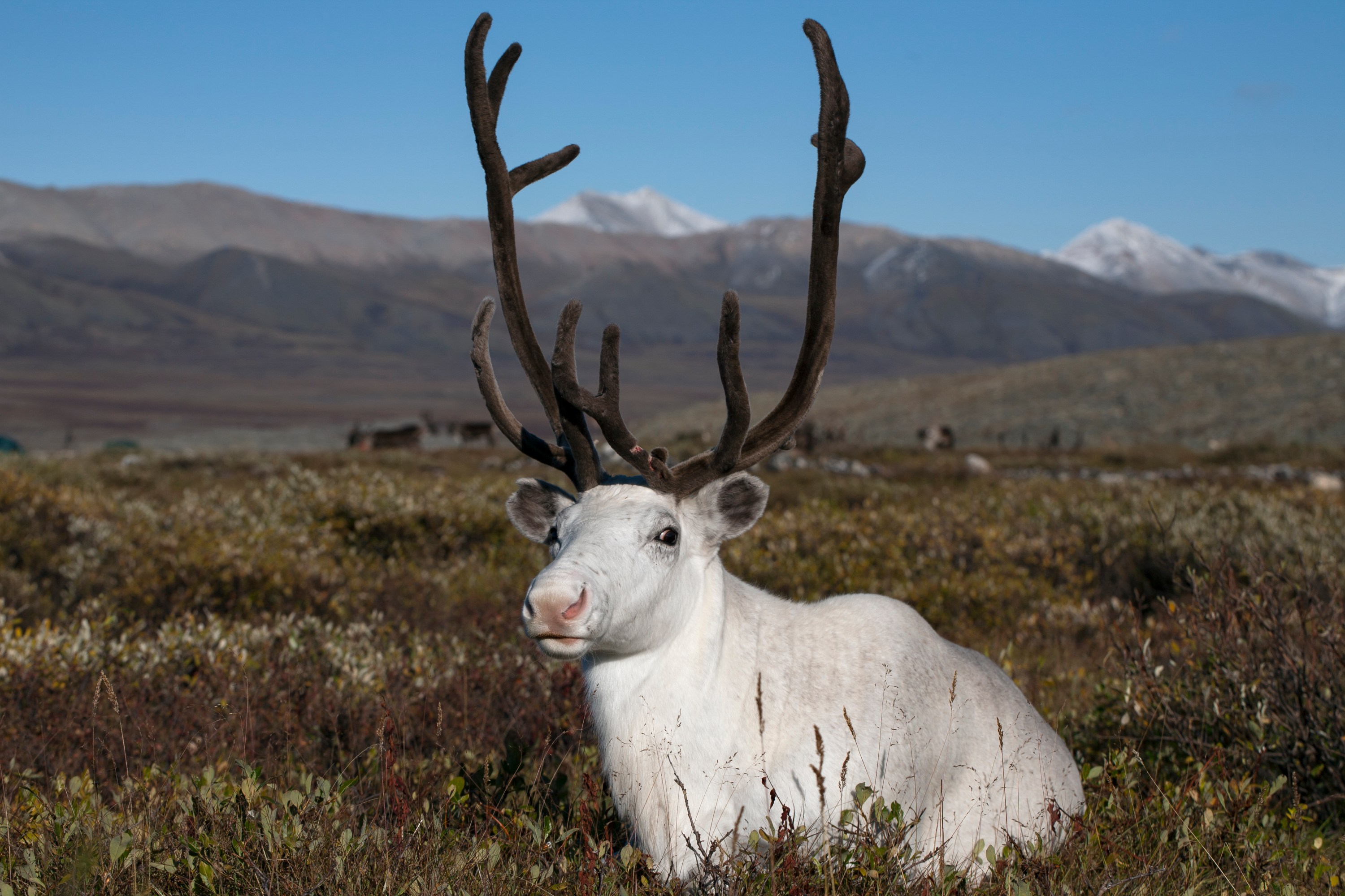Santa's Reindeer Names + The Story Behind His Sleigh Team