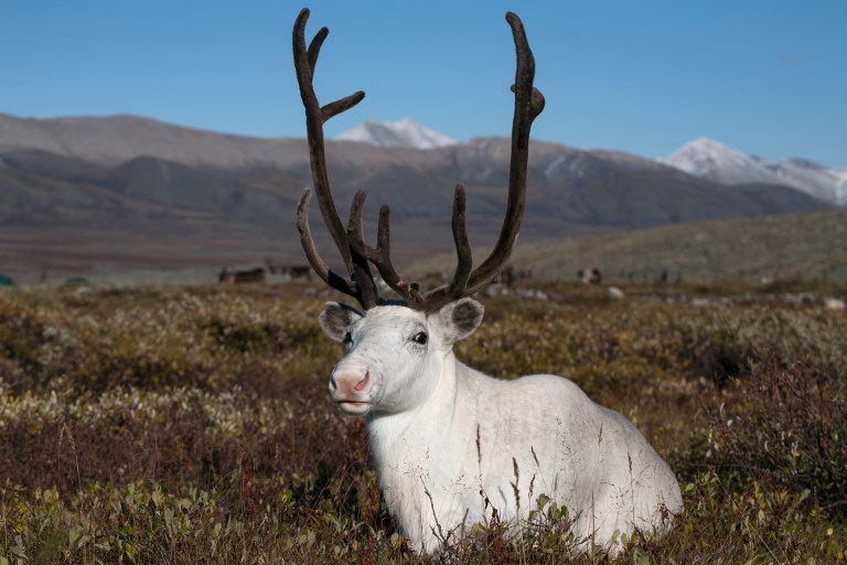 Santa's Reindeer Names + The Story Behind His Sleigh Team