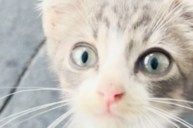 Fish for Kitties With This Genius Cat Caster Toy