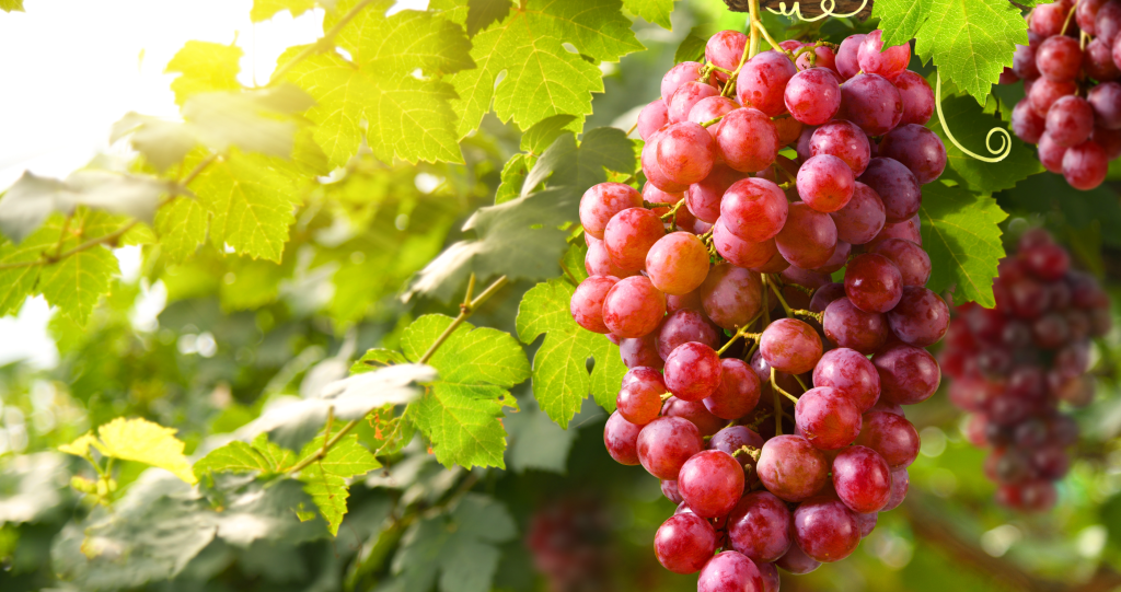 My 5 Favorite In-Season Fall Fruits And Why You Should Be Eating Them ...