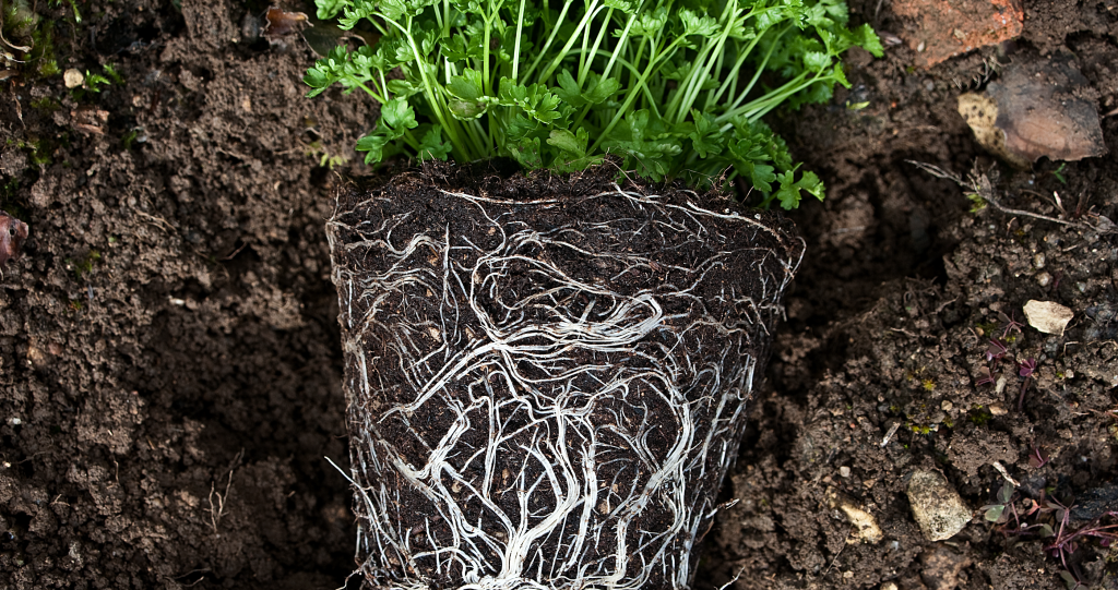 Carrie Underwood Loves Gardening: I Tried Following In The Singer's ...