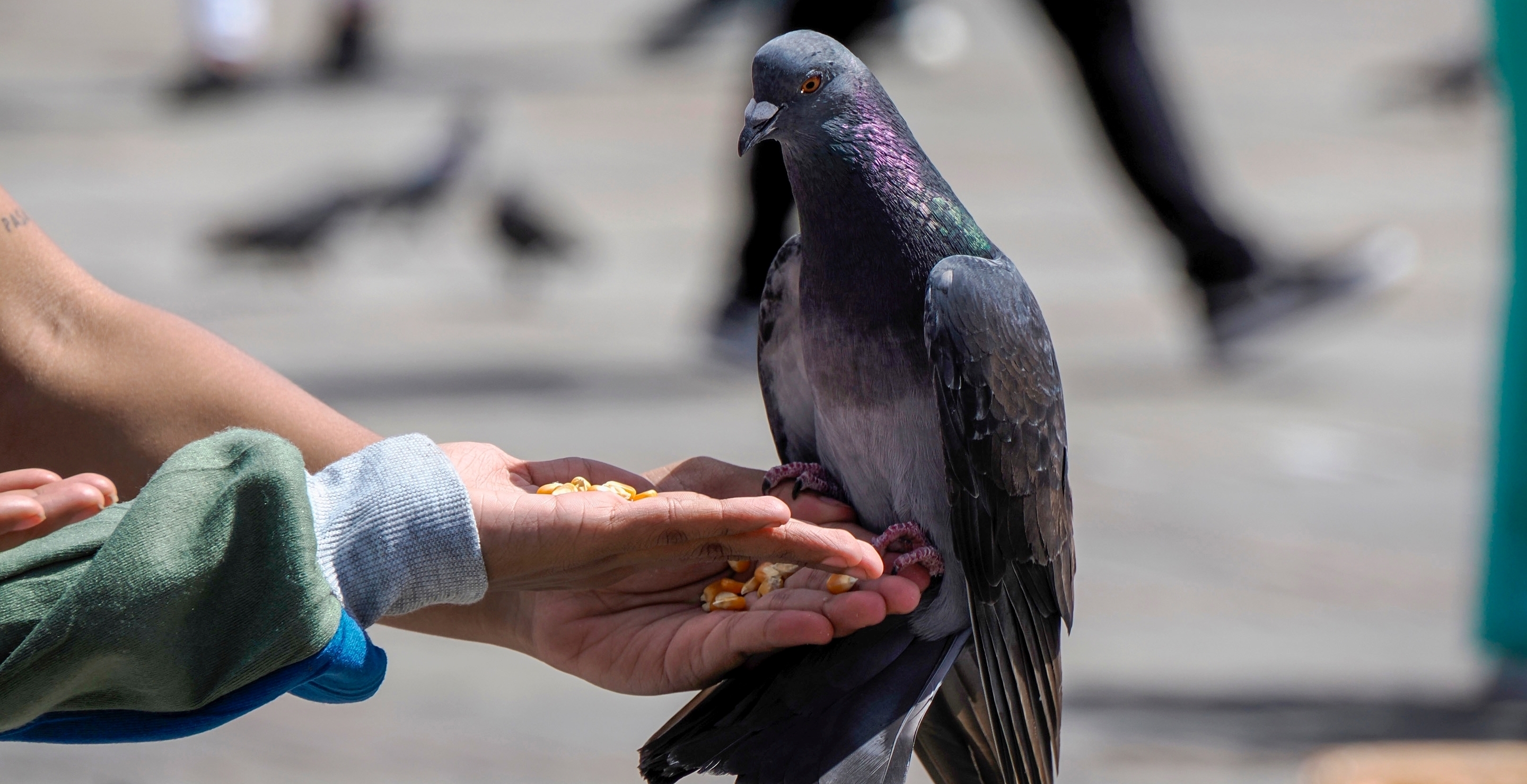 Where Is The Pigeon Lady From ‘Home Alone 2’ Now? - Wide Open Country