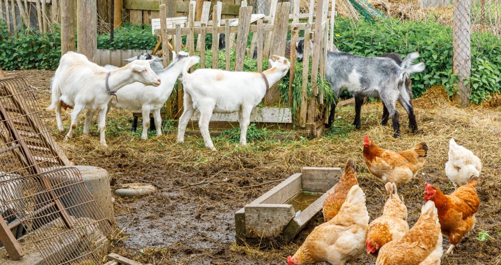 So You Want To Start A Family Farm: 10 Things You Should Know - Wide ...