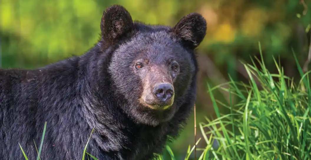 California Man Discovers a 550-Pound Bear Living Underneath His Home ...